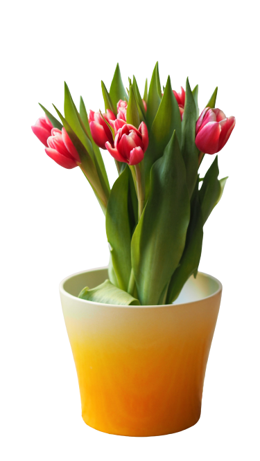 עמוד ראשי - Urban Retro Garden